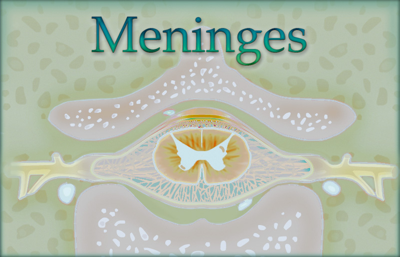 Meninges