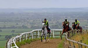 Equine Orthopaedic Examination 7 (D. Rutherford)