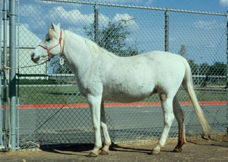Equine clinical skills